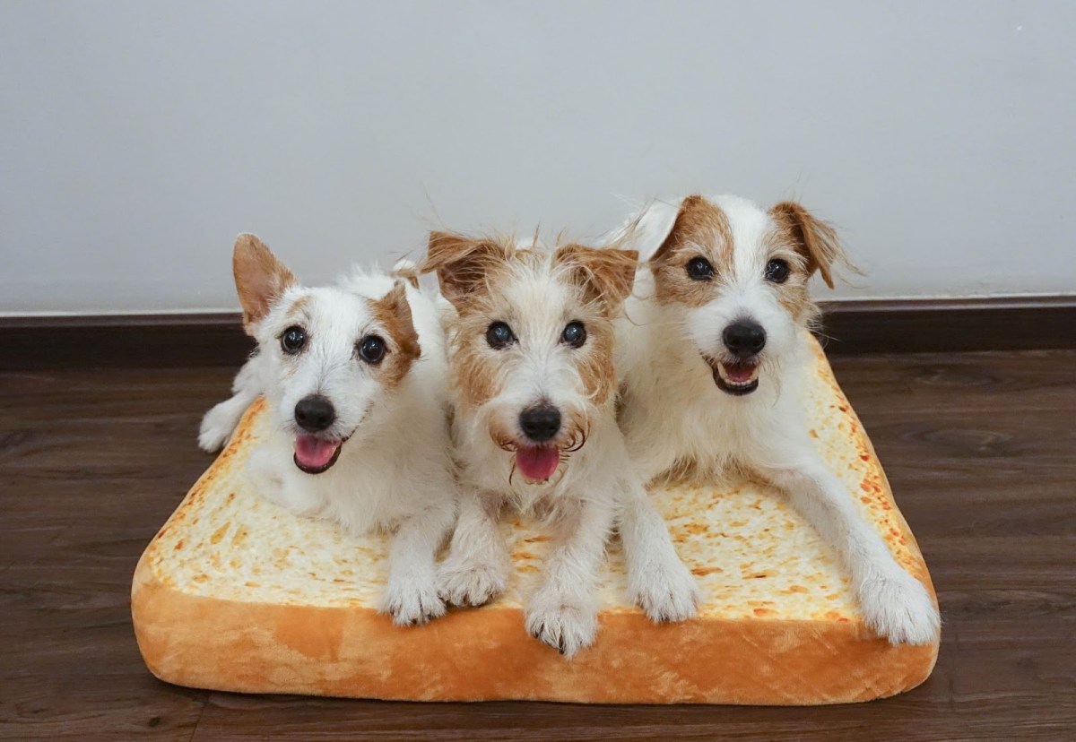 Pecan puns… | Sam Forest Loo Lim